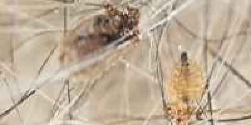 Lusekur - Behandling af lus med lusemiddel - Sundhedsguiden